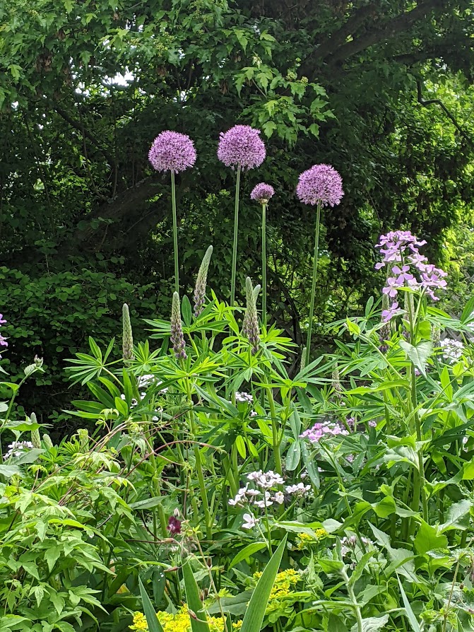 Spotlight on : Giant Allium, Allium giganteum and similar – Life in a Zone Three Garden