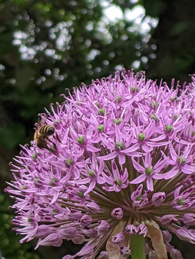 Spotlight on : Giant Allium, Allium giganteum and similar – Life in a Zone Three Garden