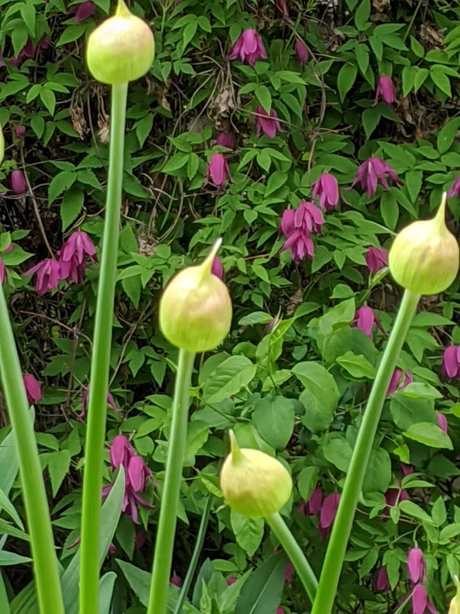 Spotlight on : Giant Allium, Allium giganteum and similar – Life in a Zone Three Garden