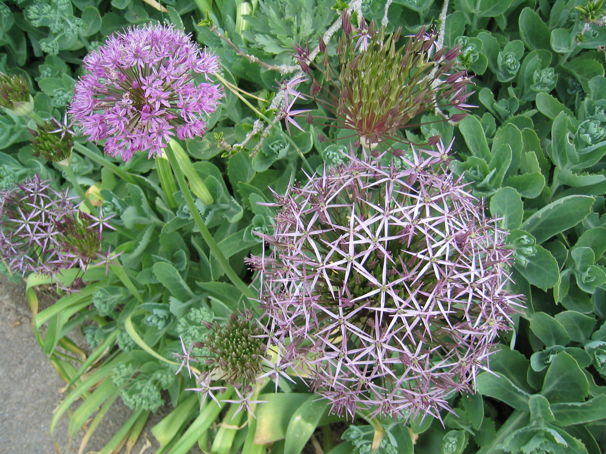 Spotlight on : Giant Allium, Allium giganteum and similar – Life in a ...