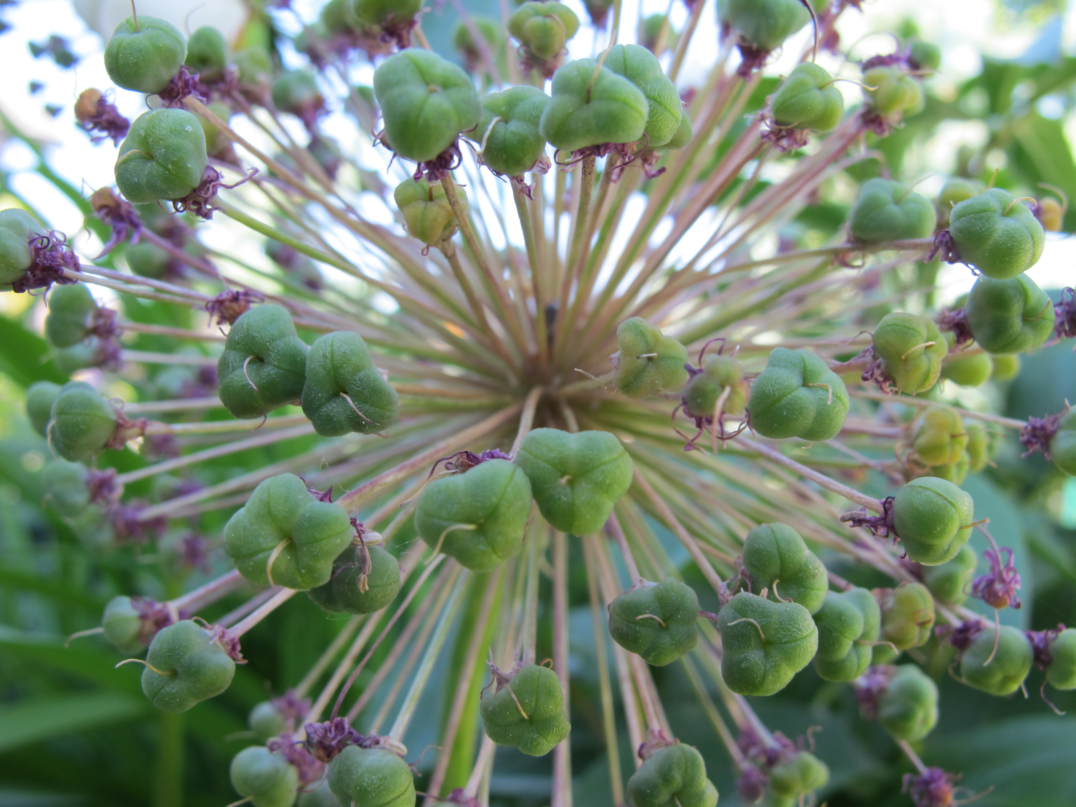 Spotlight on : Giant Allium, Allium giganteum and similar – Life in a ...