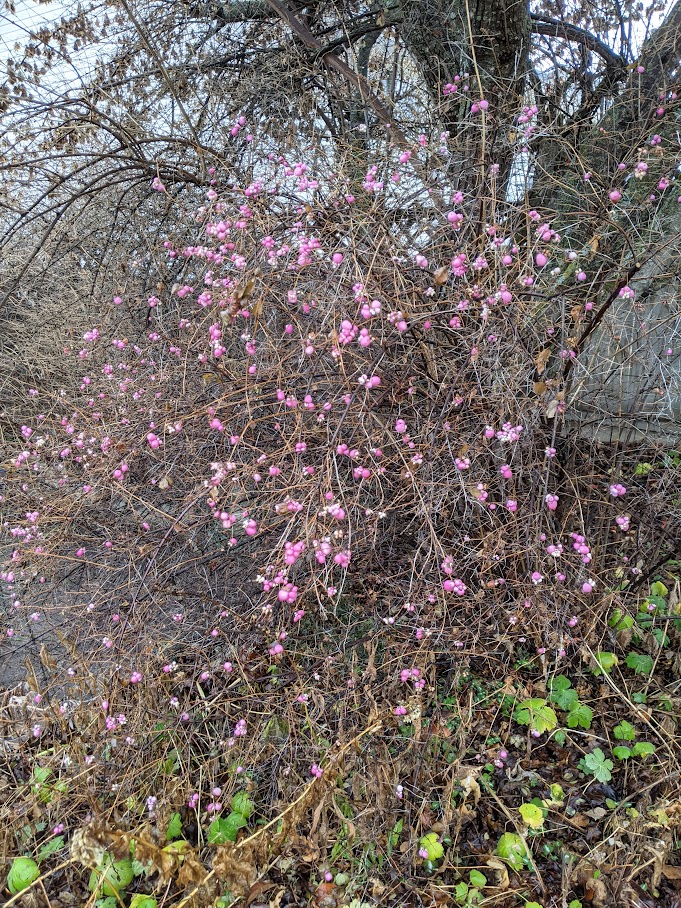 Spotlight On: Pink Snowberry, Symphoricarpos x doorenbosii Marleen and ...