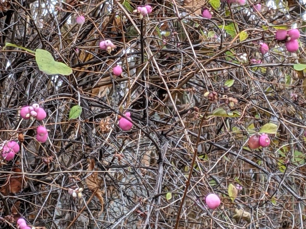 Spotlight On: Pink Snowberry, Symphoricarpos x doorenbosii Marleen and ...